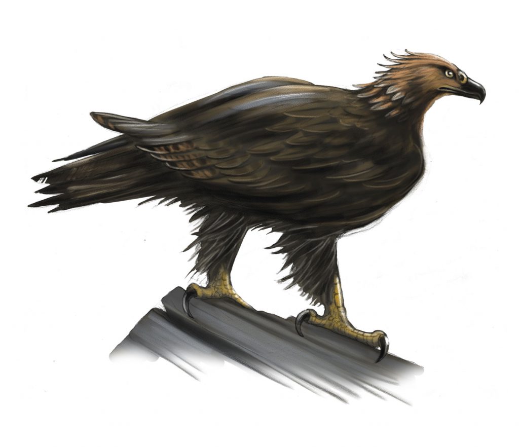 from moa to dinosaurs - Potton & Burton