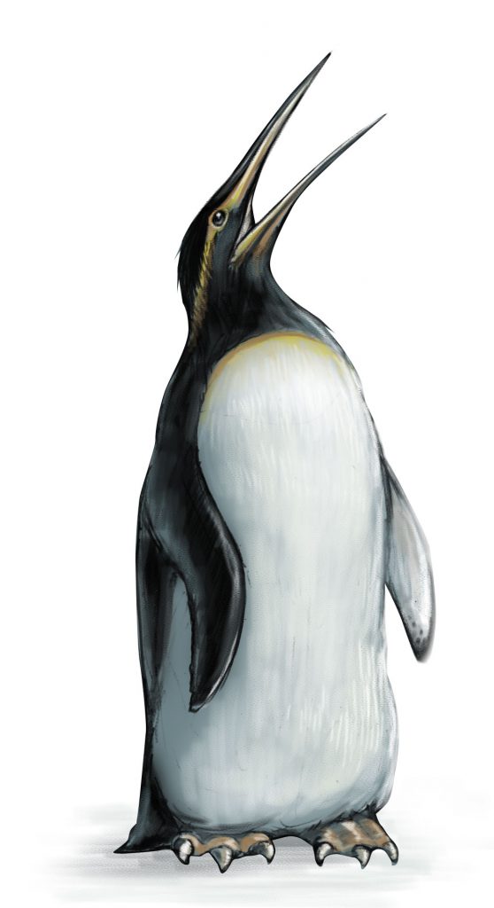 from moa to dinosaurs - Potton & Burton